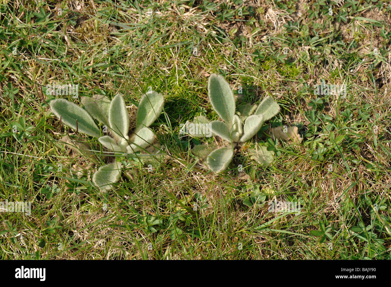 Common Mullein High Resolution Stock Photography and Images - Alamy