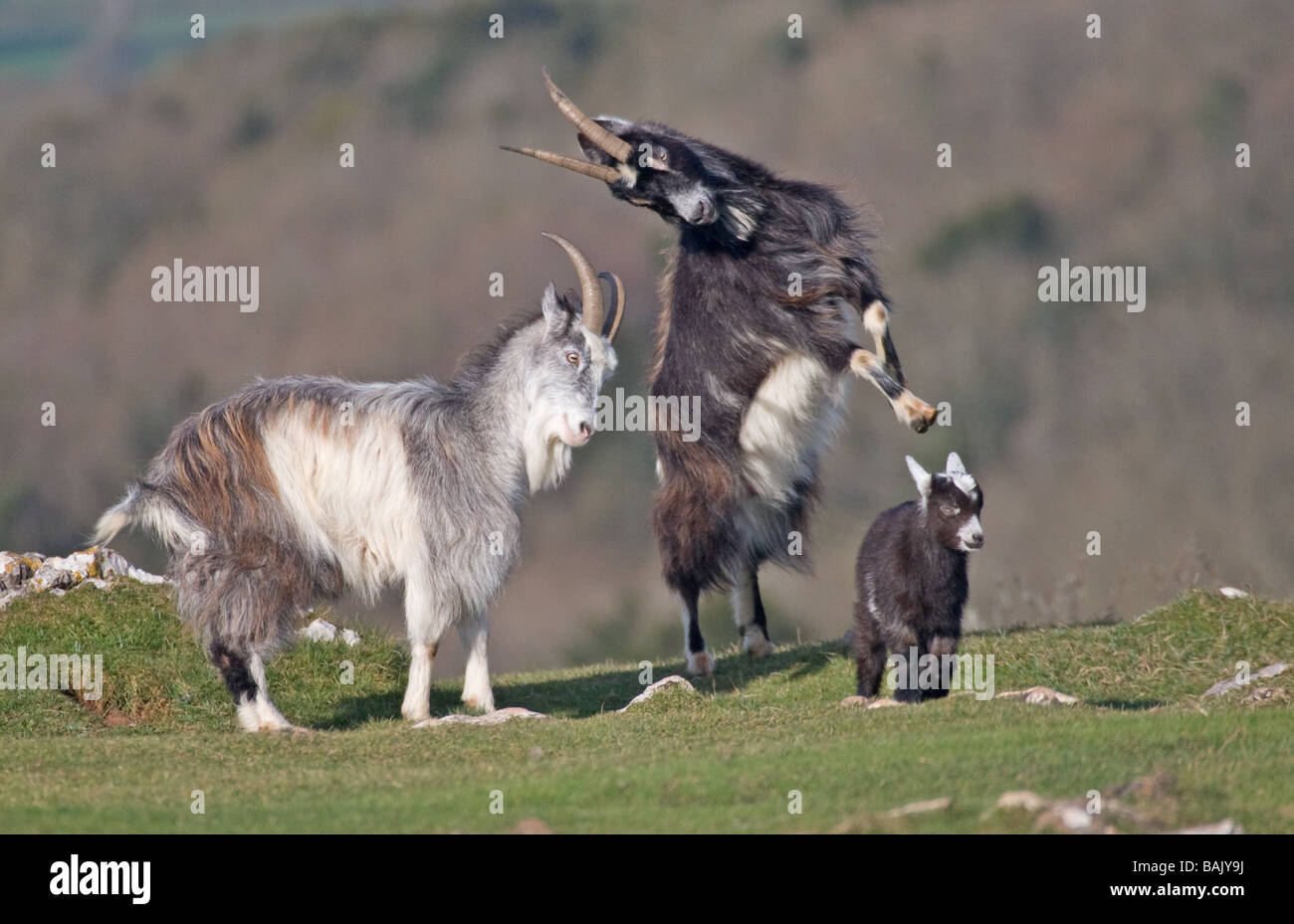 British primitive goats at cheddar gorge Stock Photo - Alamy