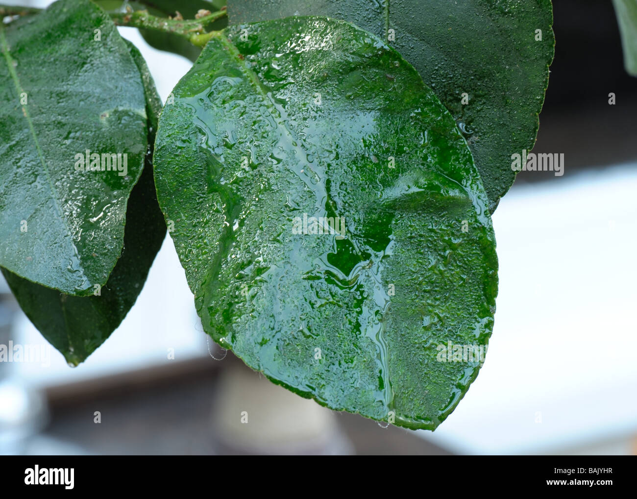 Ubiquitous insects hi-res stock photography and images - Alamy