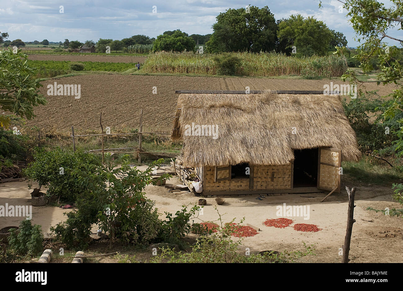 Myanmar (Burma), Mandalay Division, near Mandalay, drying peppers in ...