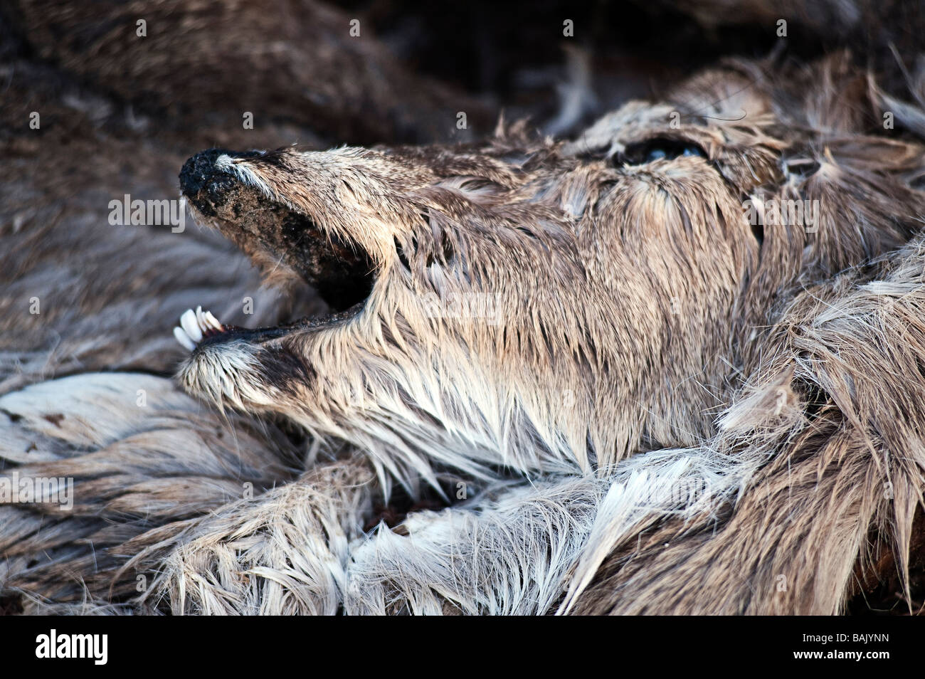 Dead fox hi-res stock photography and images - Alamy