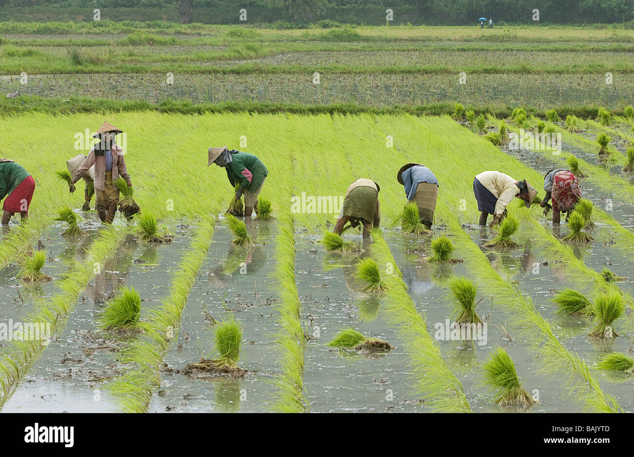 Myanmar (Burma), Mandalay Division, threshing and pricking out rice in ...
