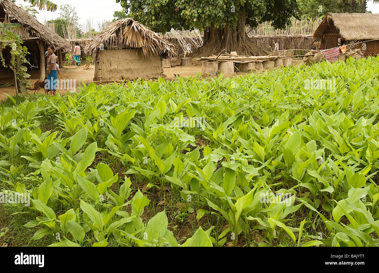 Myanmar (Burma), Mandalay Division, farms with thatched roof and ...