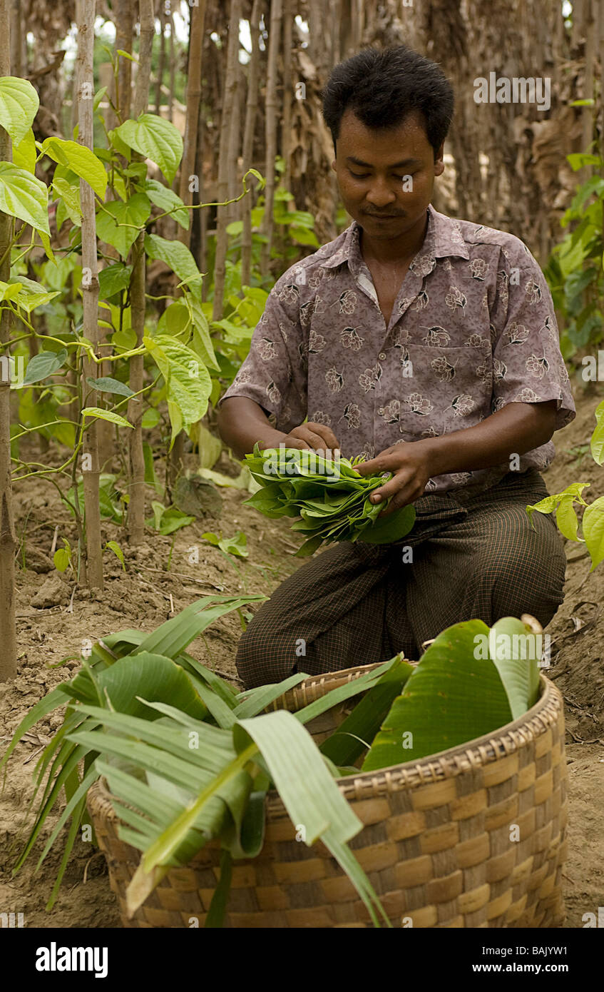 Cultivation of betel leaf hi-res stock photography and images - Alamy