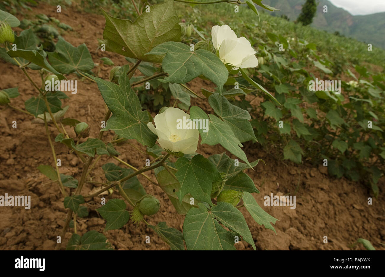 Shan Plateau