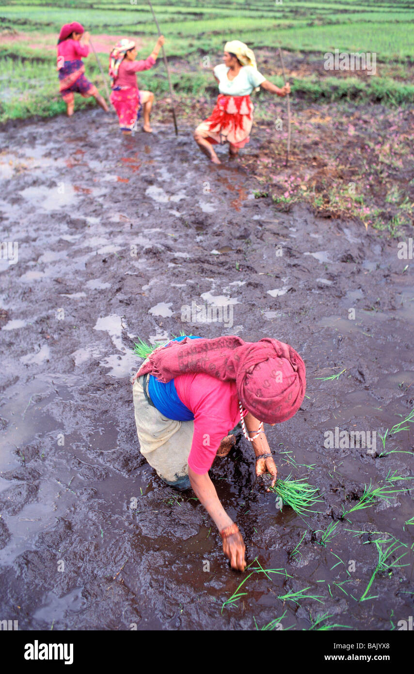 Nepal, Gandaki Zone, Kaski District, surroundings of Pokhara, planting ...