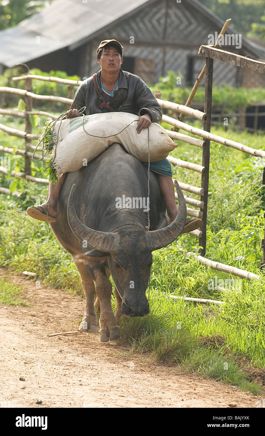 Buffalo lane hi-res stock photography and images - Alamy