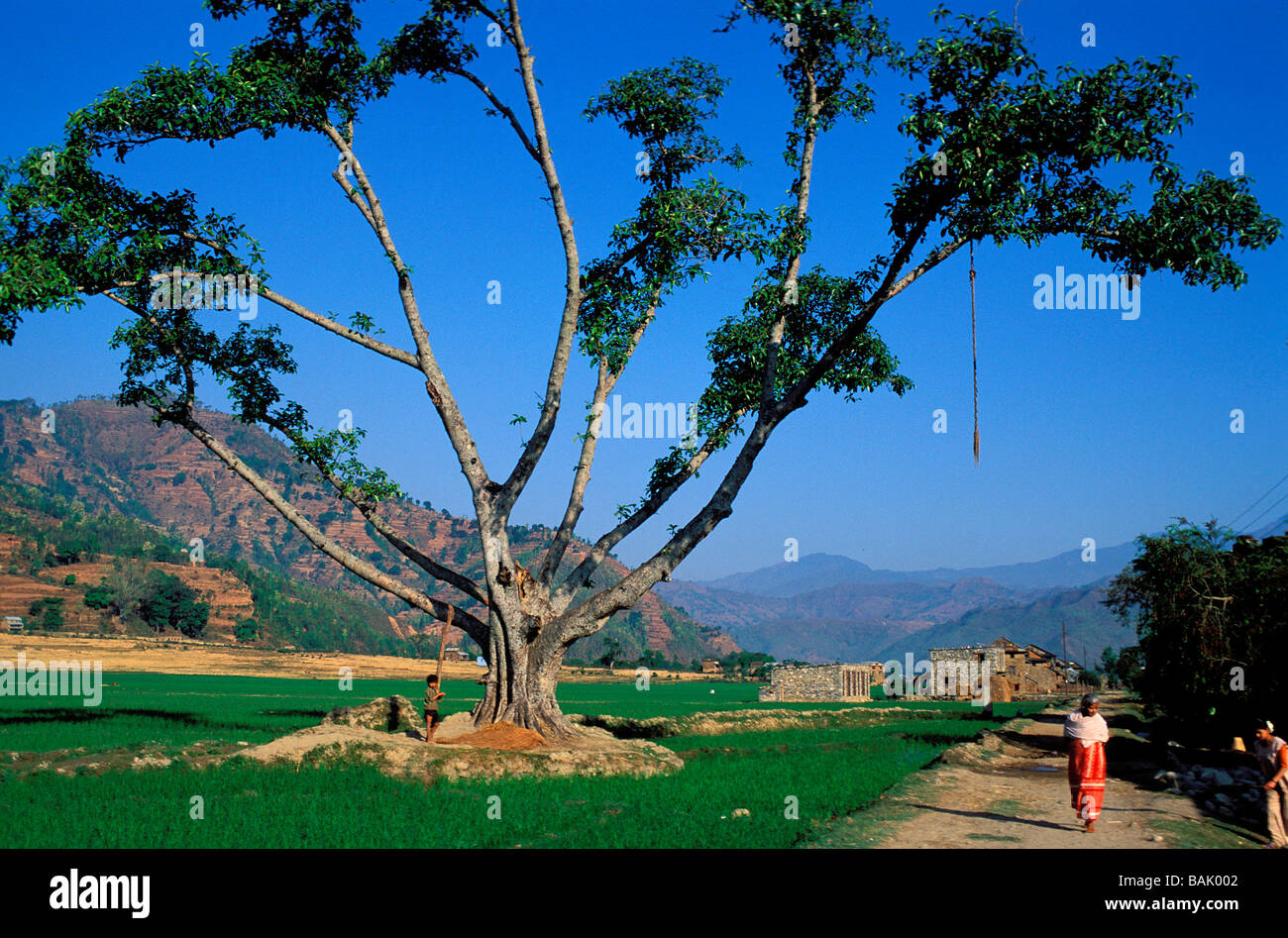 Nepal, Trisuli Region, banyan tree Stock Photo - Alamy