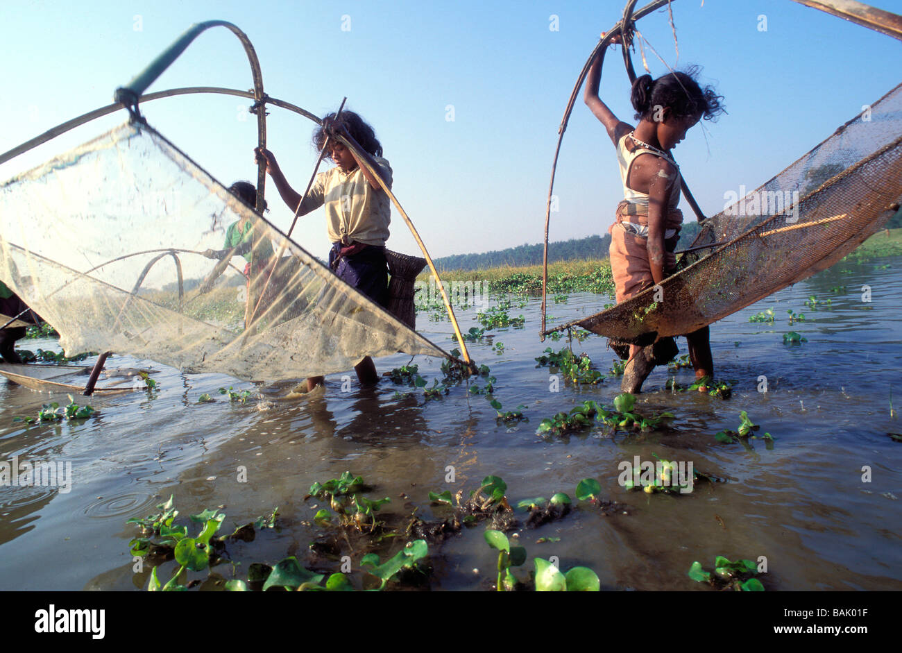 Nepal, Terai Region (Madhesh), Tharu ethnic group, fishermen in rice ...