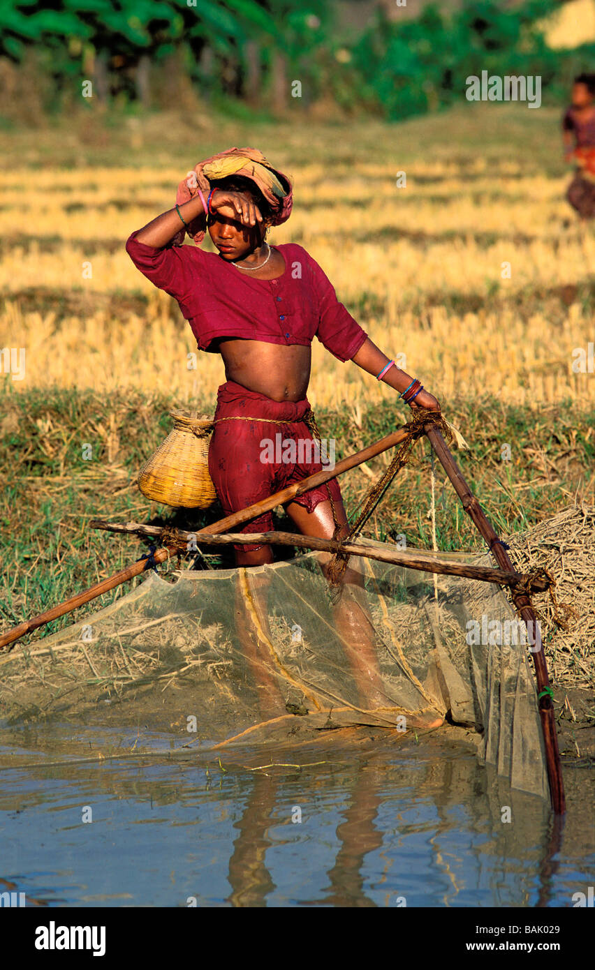Nepal, Terai Region (Madhesh), Tharu ethnic group, fishermen in rice ...