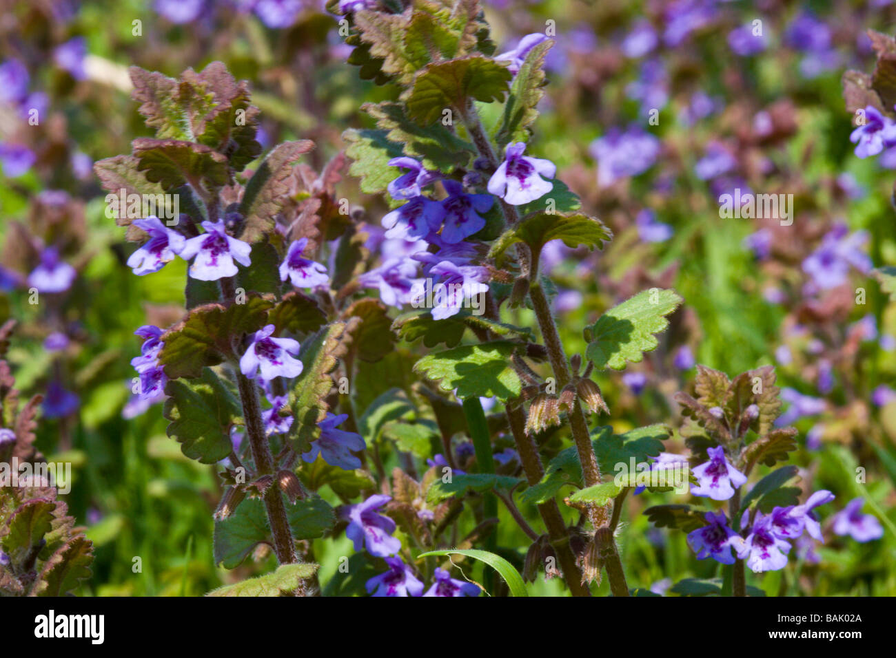Ground ivy weed hi-res stock photography and images - Alamy