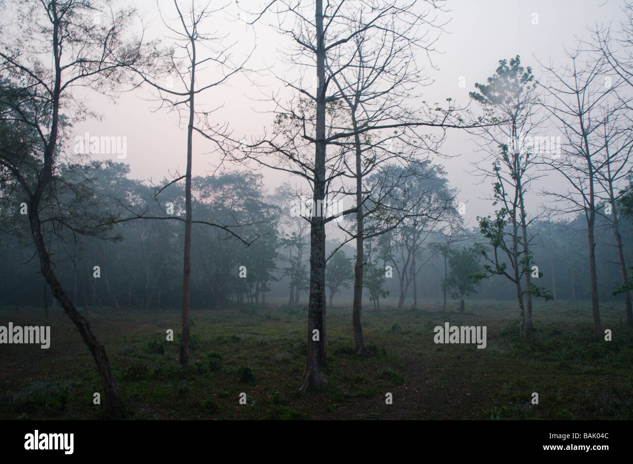 Sal tree species hi-res stock photography and images - Alamy