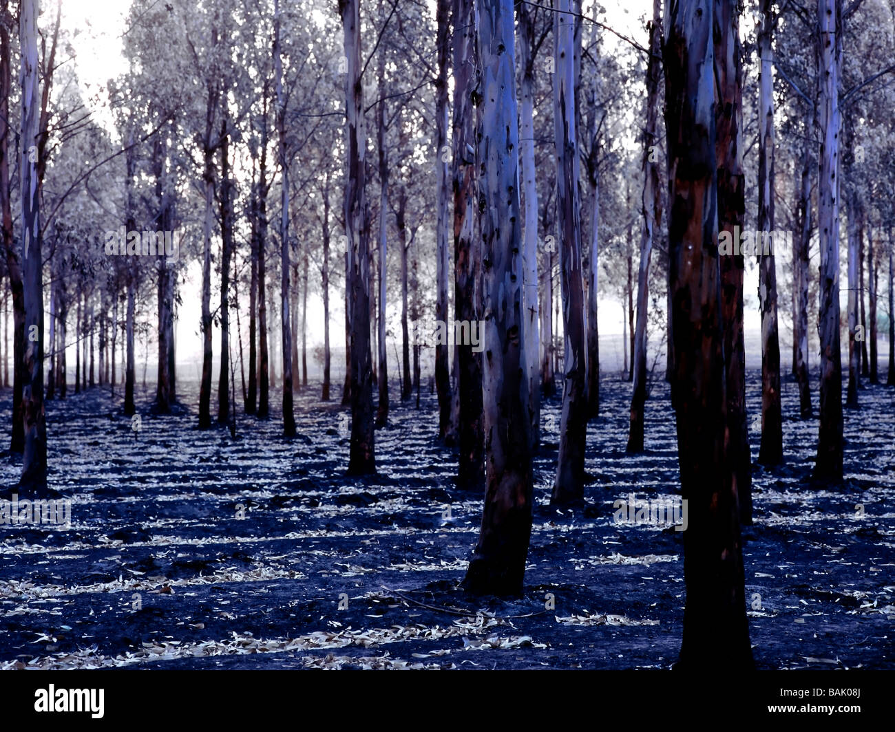 australian bush fire damage,australian bush fire aftermath,post ...