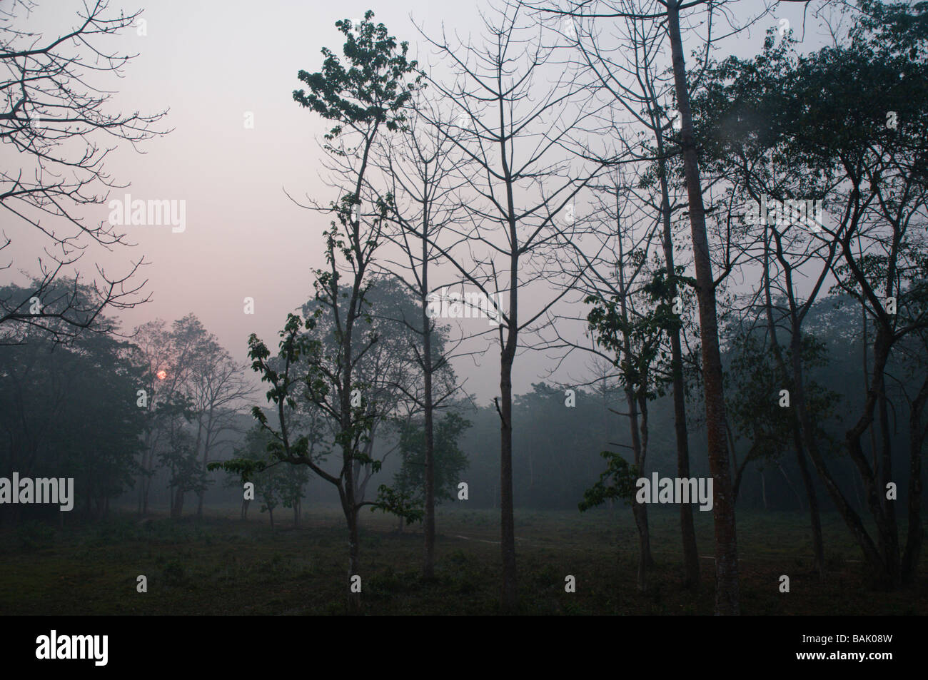 Simal tree hi-res stock photography and images - Alamy