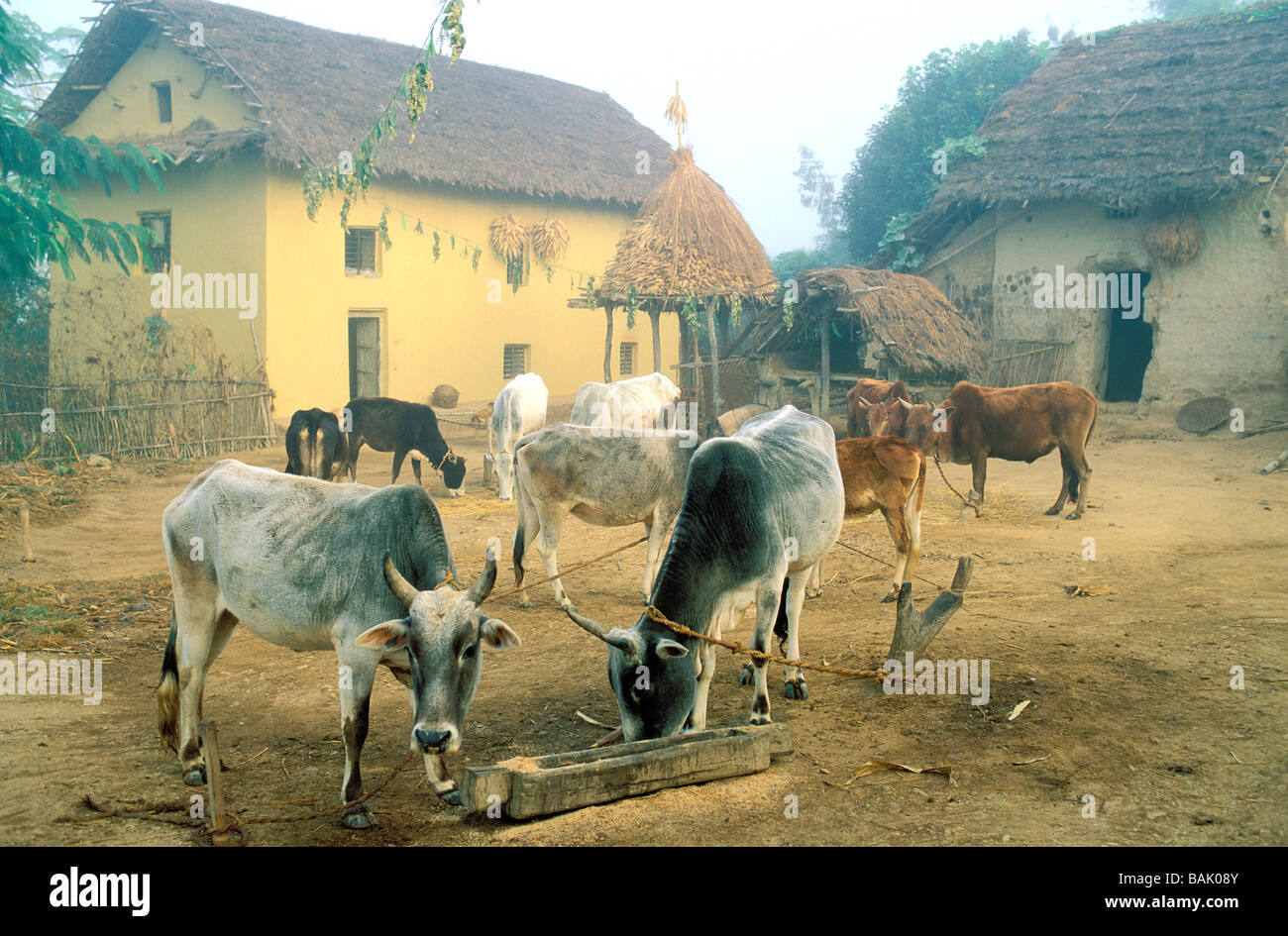 Nepal, Terai Region (Madhesh), village of Tharu ethnic group ...