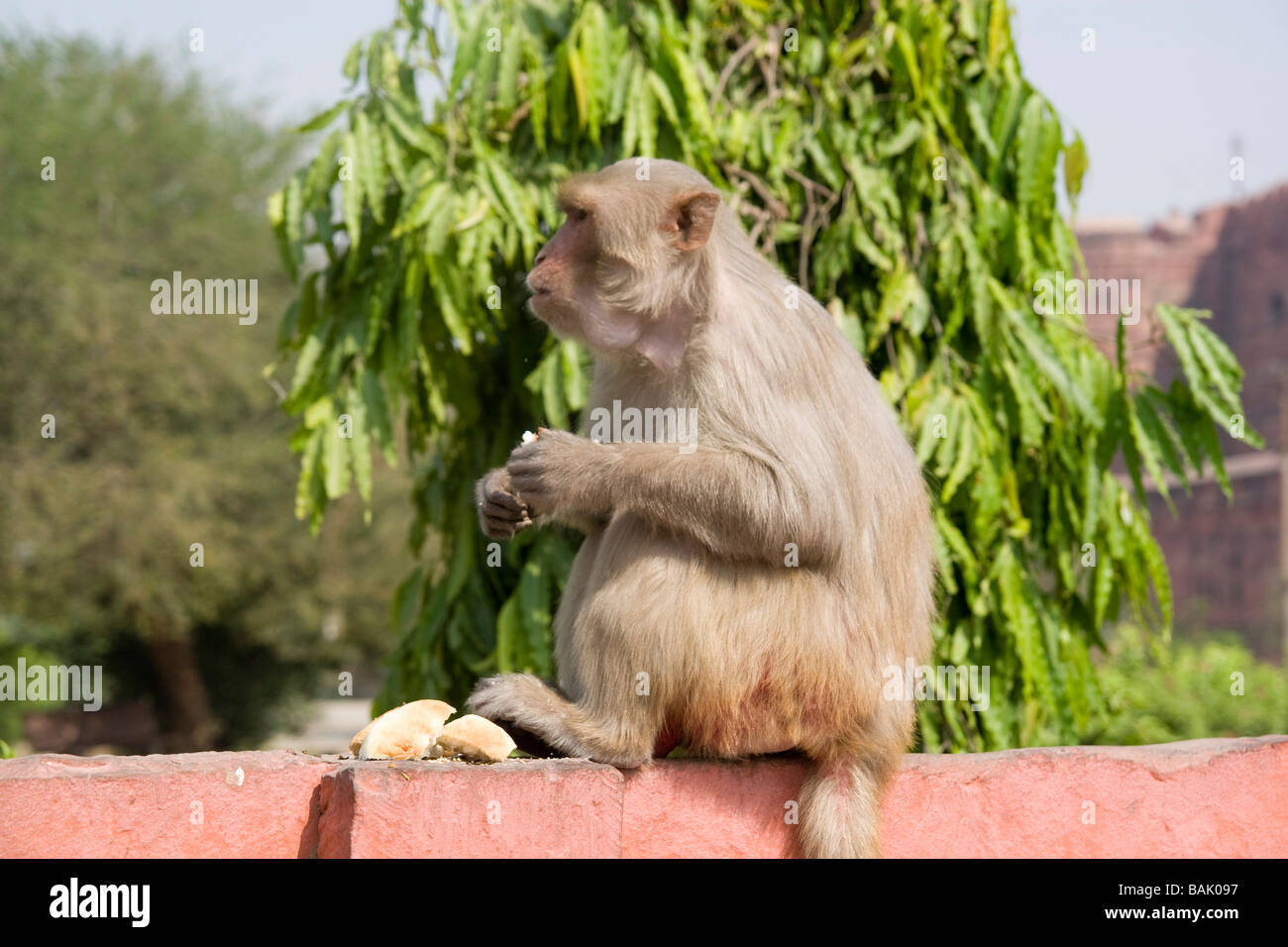 India rhesus macaque macaca mulatta hi-res stock photography and images - Alamy