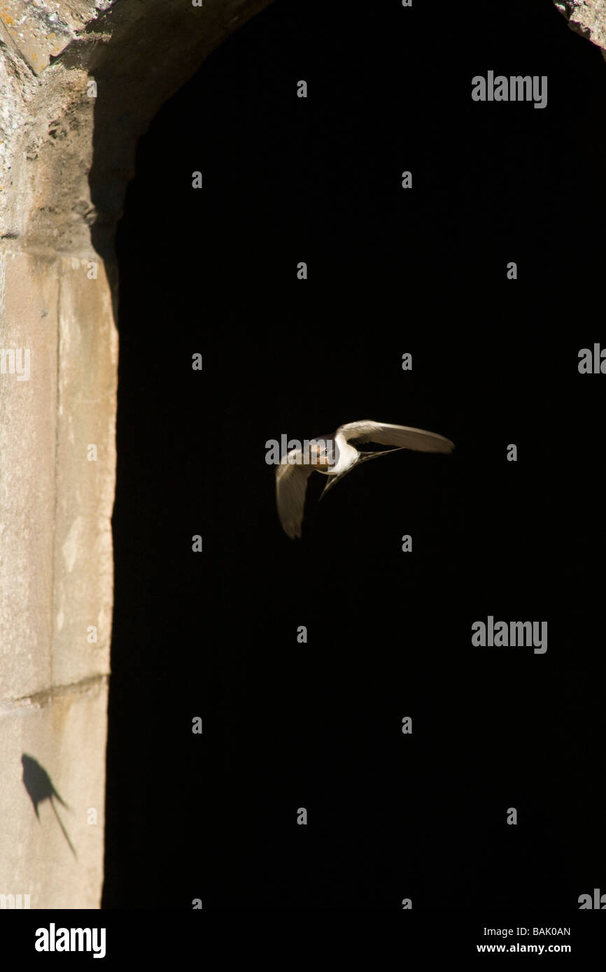 Swallow in flight Stock Photo - Alamy