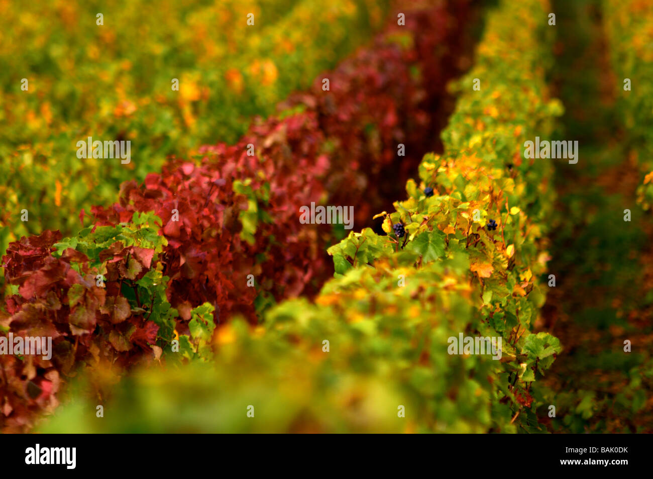 Nuits st georges vineyard hi-res stock photography and images - Alamy