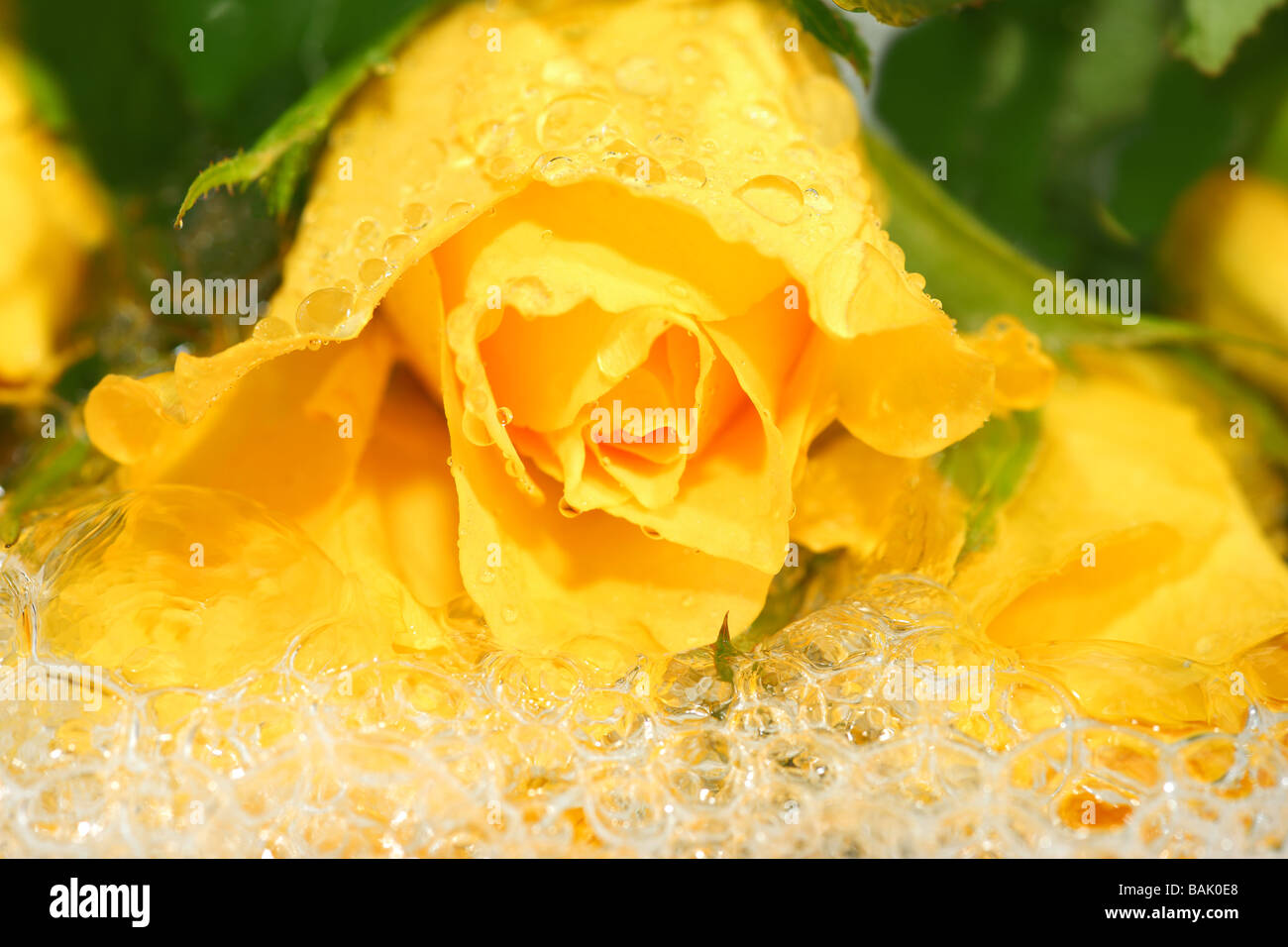 Yellow Rose with drops of water and bubbles Stock Photo - Alamy