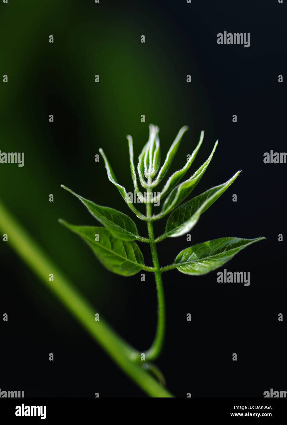 Young plants sprouting leaves in the early stages of growth. Picture by ...