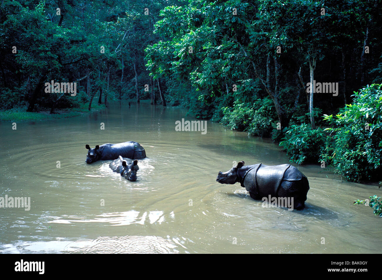 Nepal, Terai Region (Madhesh), the Royal Chitwan National Park (RCNP ...
