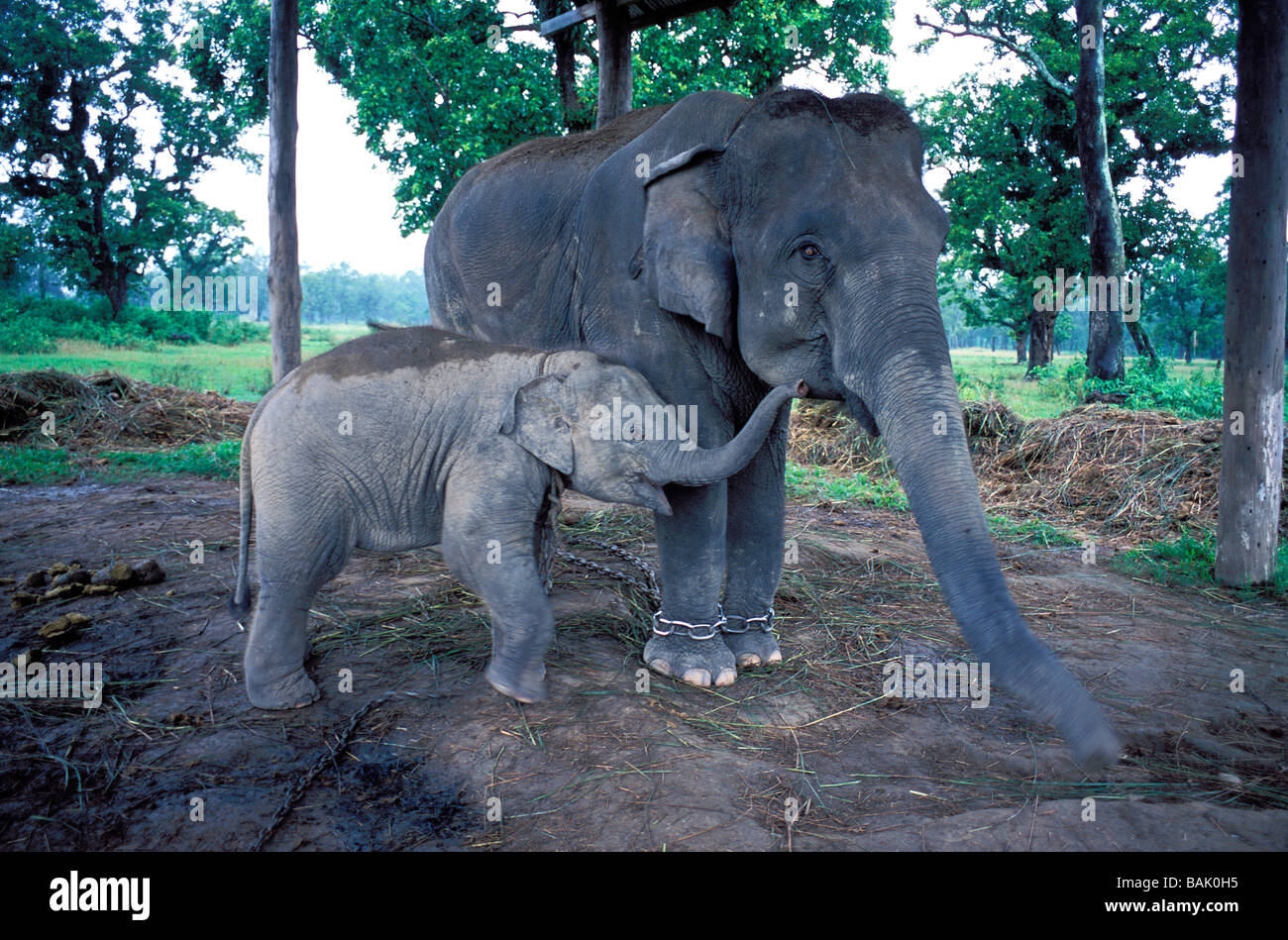 Nepal, Terai Region (Madhesh), the Royal Chitwan National Park (RCNP ...