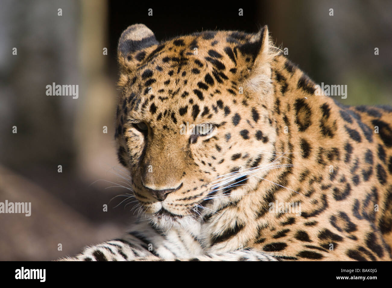 Amur leopard animal hi-res stock photography and images - Alamy
