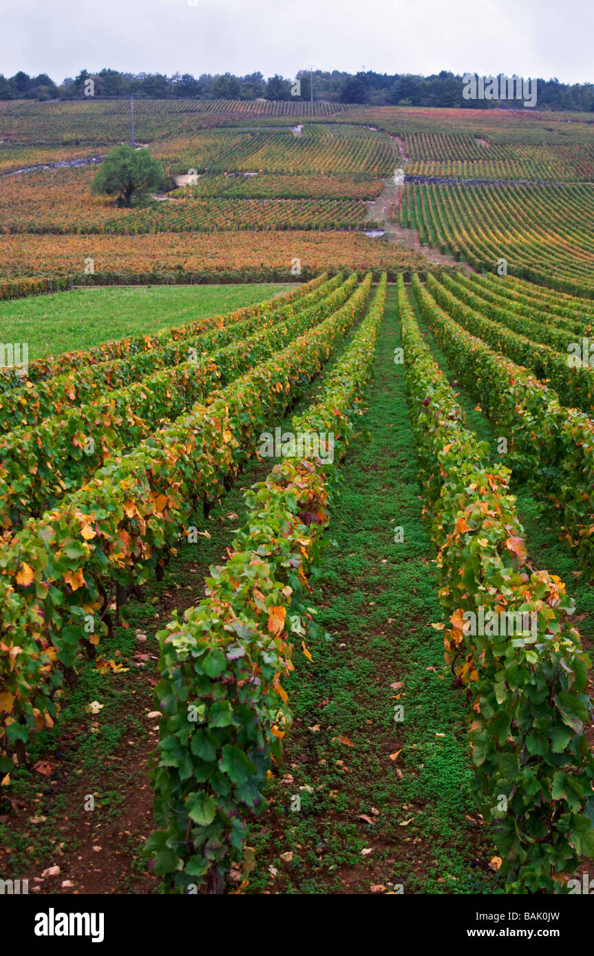 Romanee conti hi-res stock photography and images - Alamy
