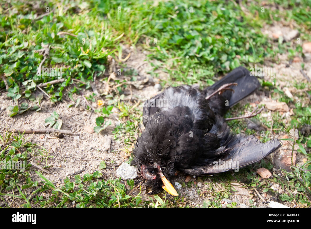 Dead bird, a Common Blackbird on the ground decomposing Stock Photo - Alamy