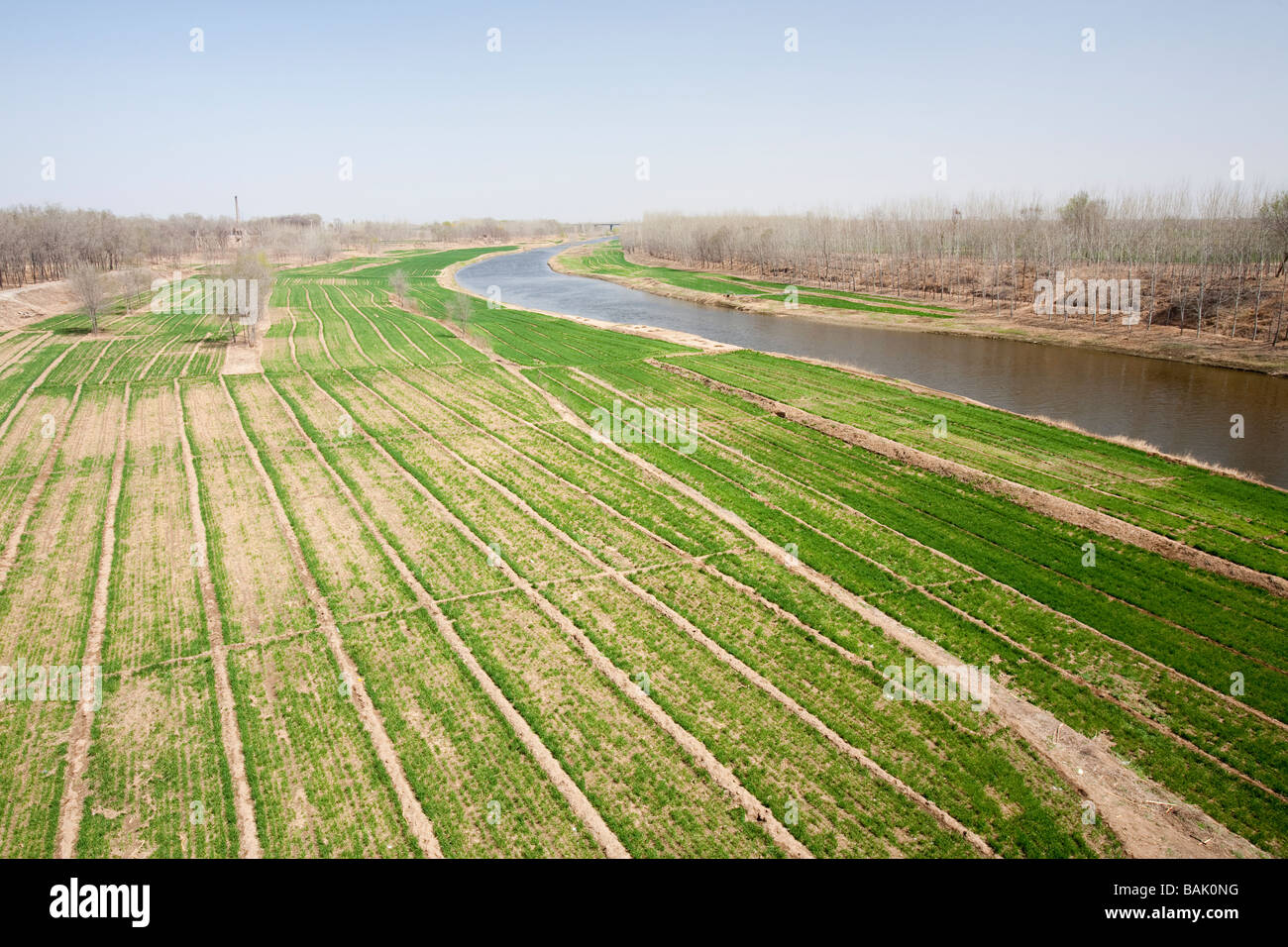 Wheat crops growing in northern China Stock Photo - Alamy