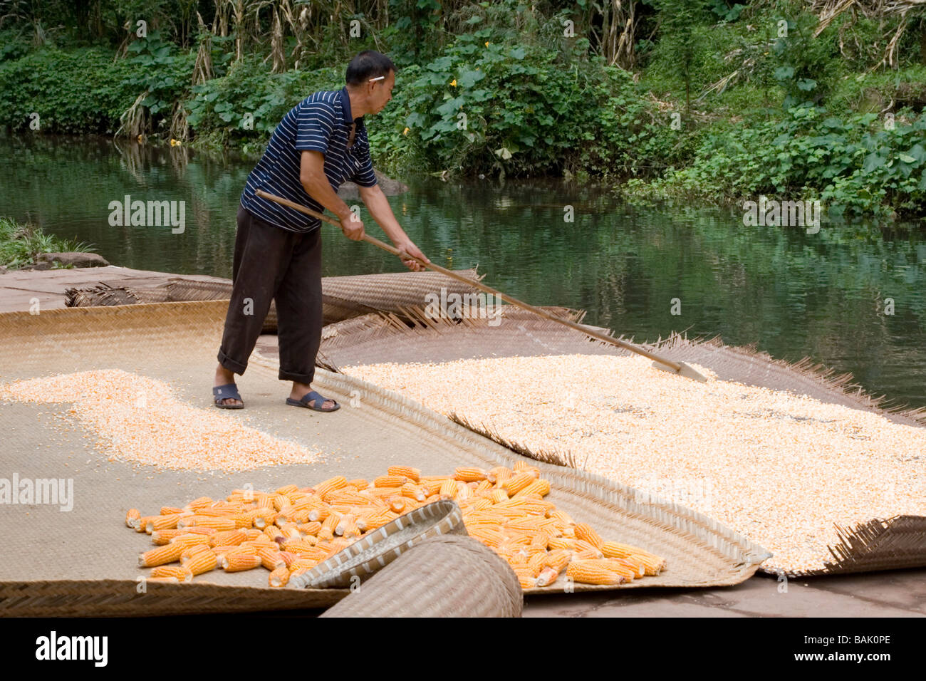 A farmer spreading out corn to dry by the riverside in a small village ...