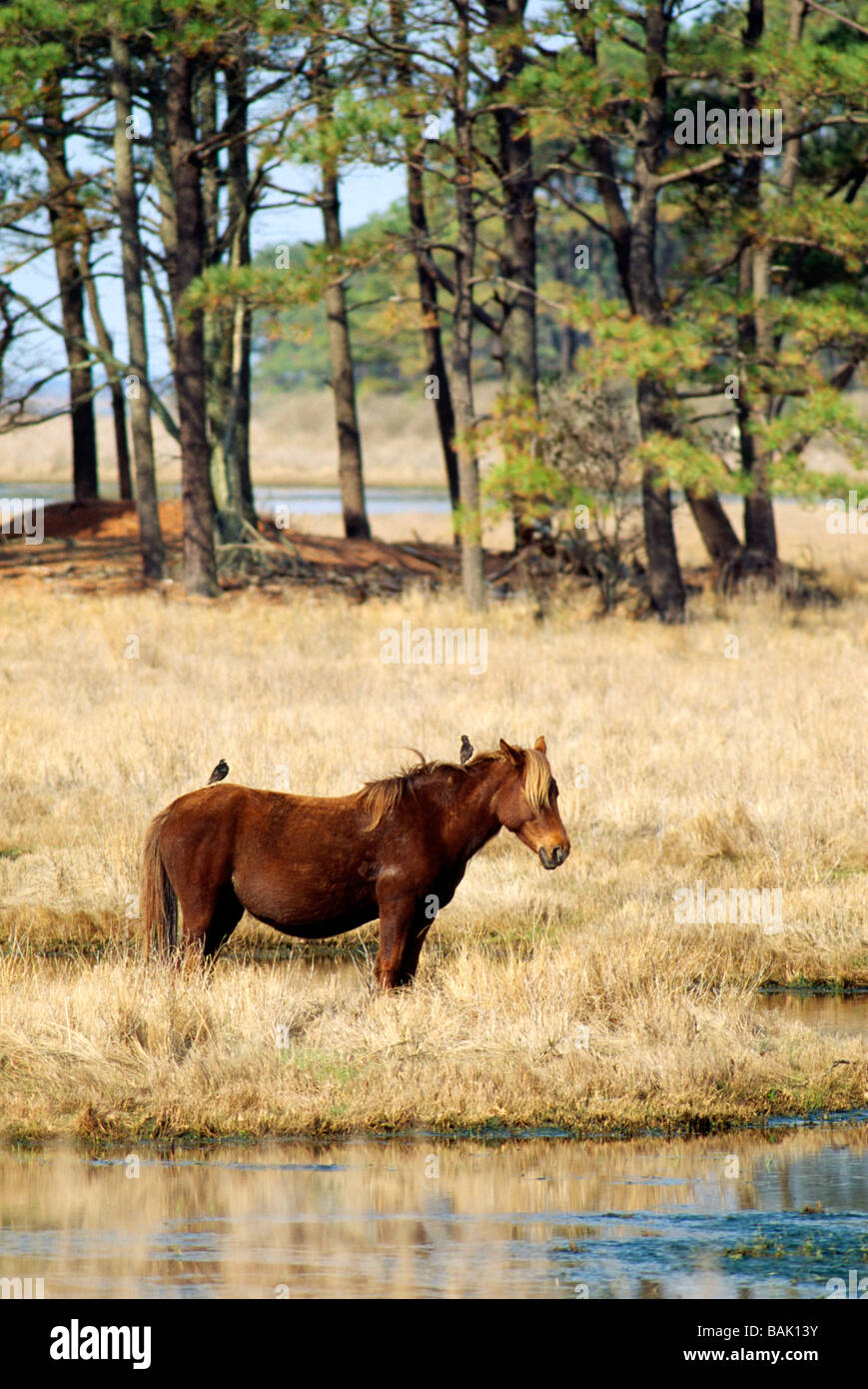Wild horses known as Ponies in Chincoteague National Wildlife Refuge ...