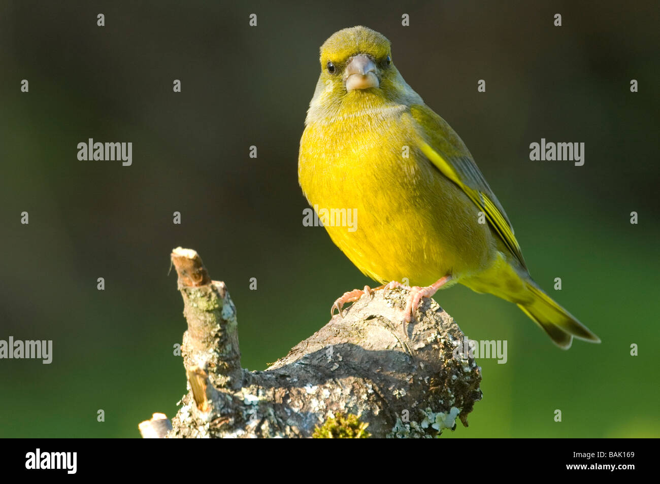 Greenfinch chloris male bird hi-res stock photography and images - Alamy