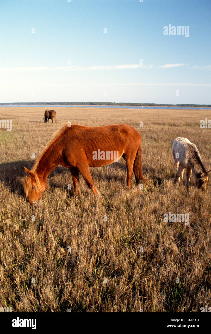 Wild horses known as Ponies in Chincoteague National Wildlife Refuge ...