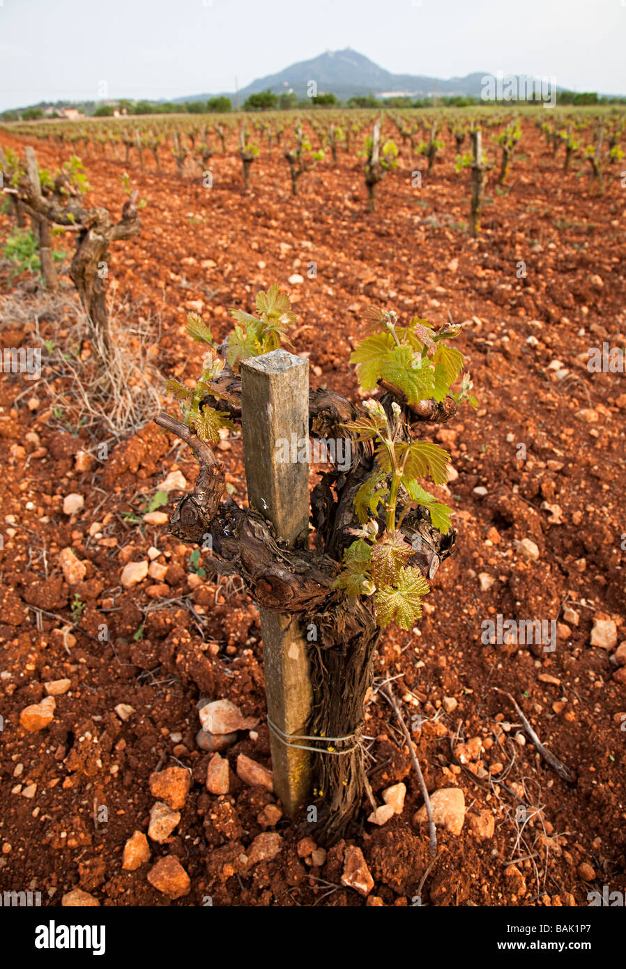 Pruned vines hi-res stock photography and images - Alamy