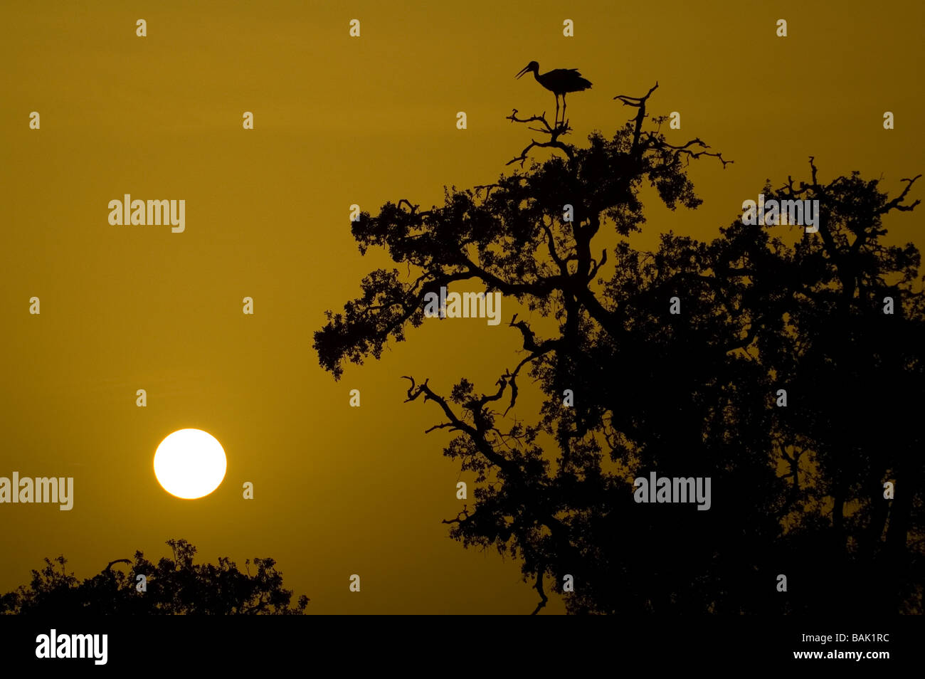 White stork at sunset, Spain Stock Photo - Alamy