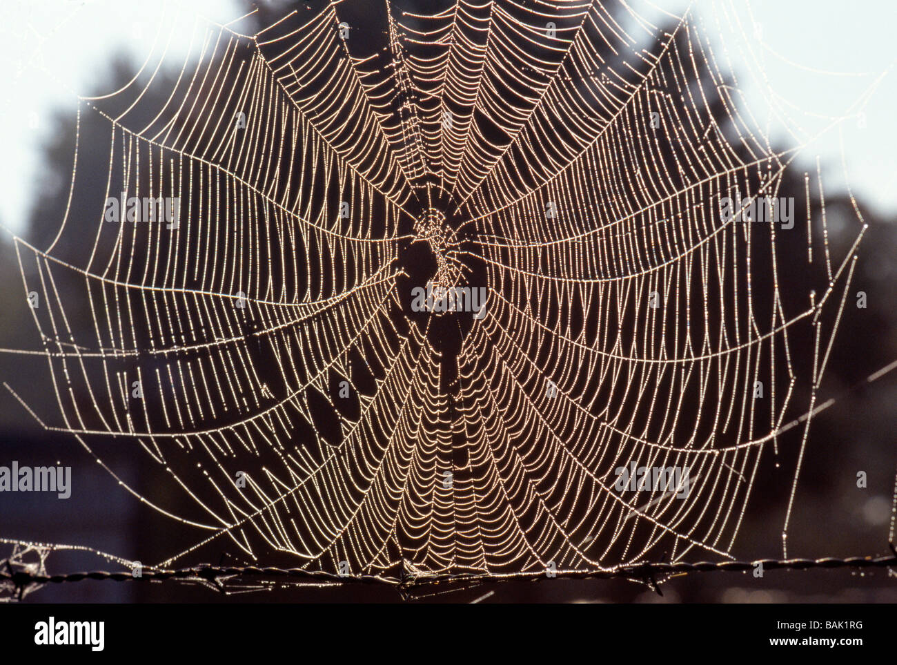 Spider web artwork hi-res stock photography and images - Alamy