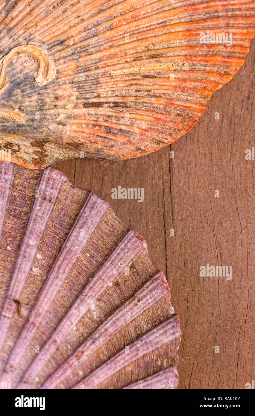 Seashell ridges hi-res stock photography and images - Alamy