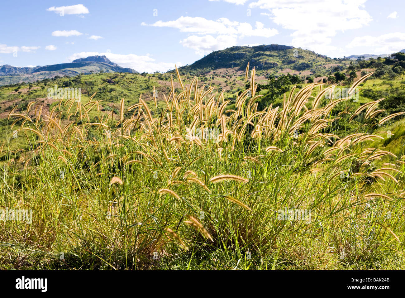 Flowering grasses in the Kirk Range east of Dedza, Malawi, Africa Stock ...