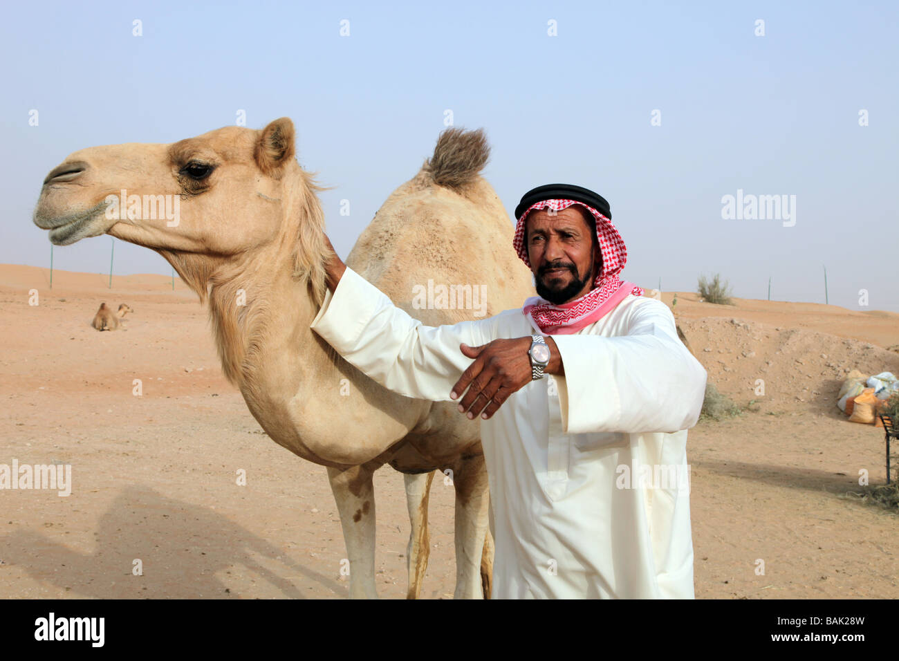 Mr Hamad camel owner and farmer with one of his herd Dubai Emirates ...