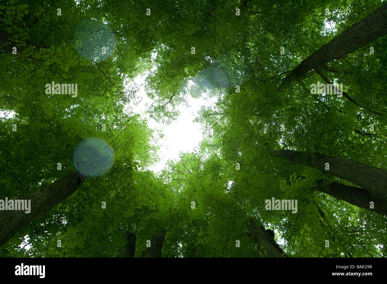 Circle of trees Stock Photo - Alamy