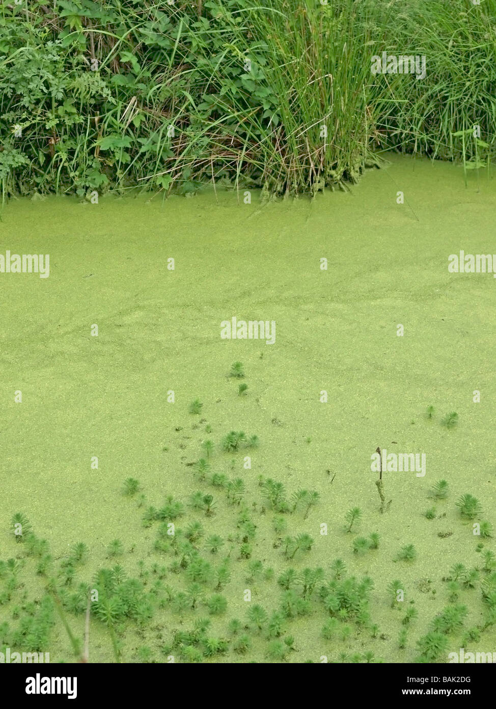 common duckweed common waterlens Lemna minor water plant covering the ...