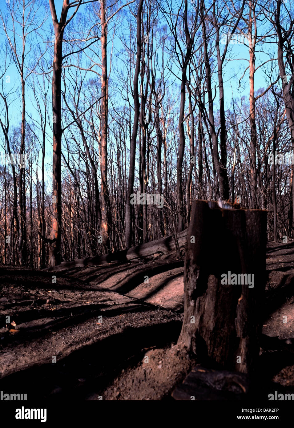 australian bush fire damage,australian bush fire aftermath,post ...