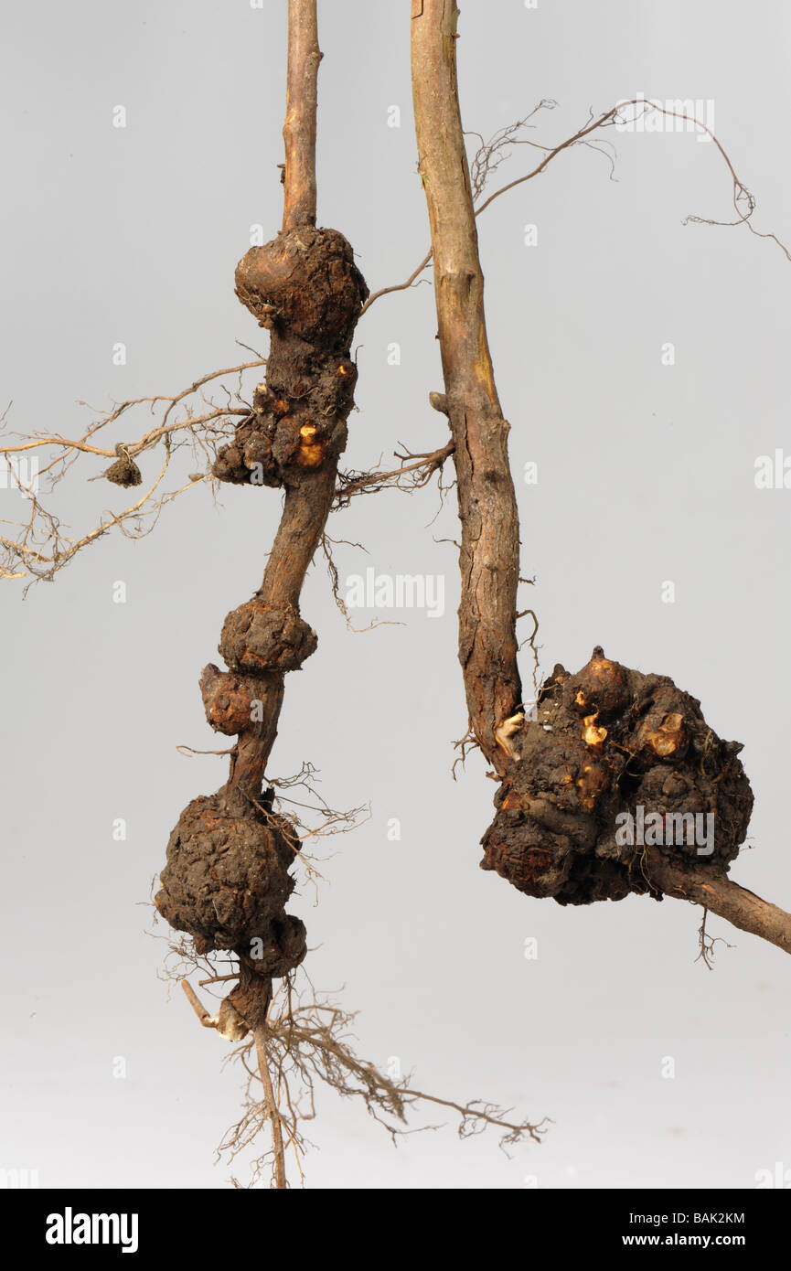 Crown gall Rhizobium radiobacter galls on raspberry root Stock Photo ...