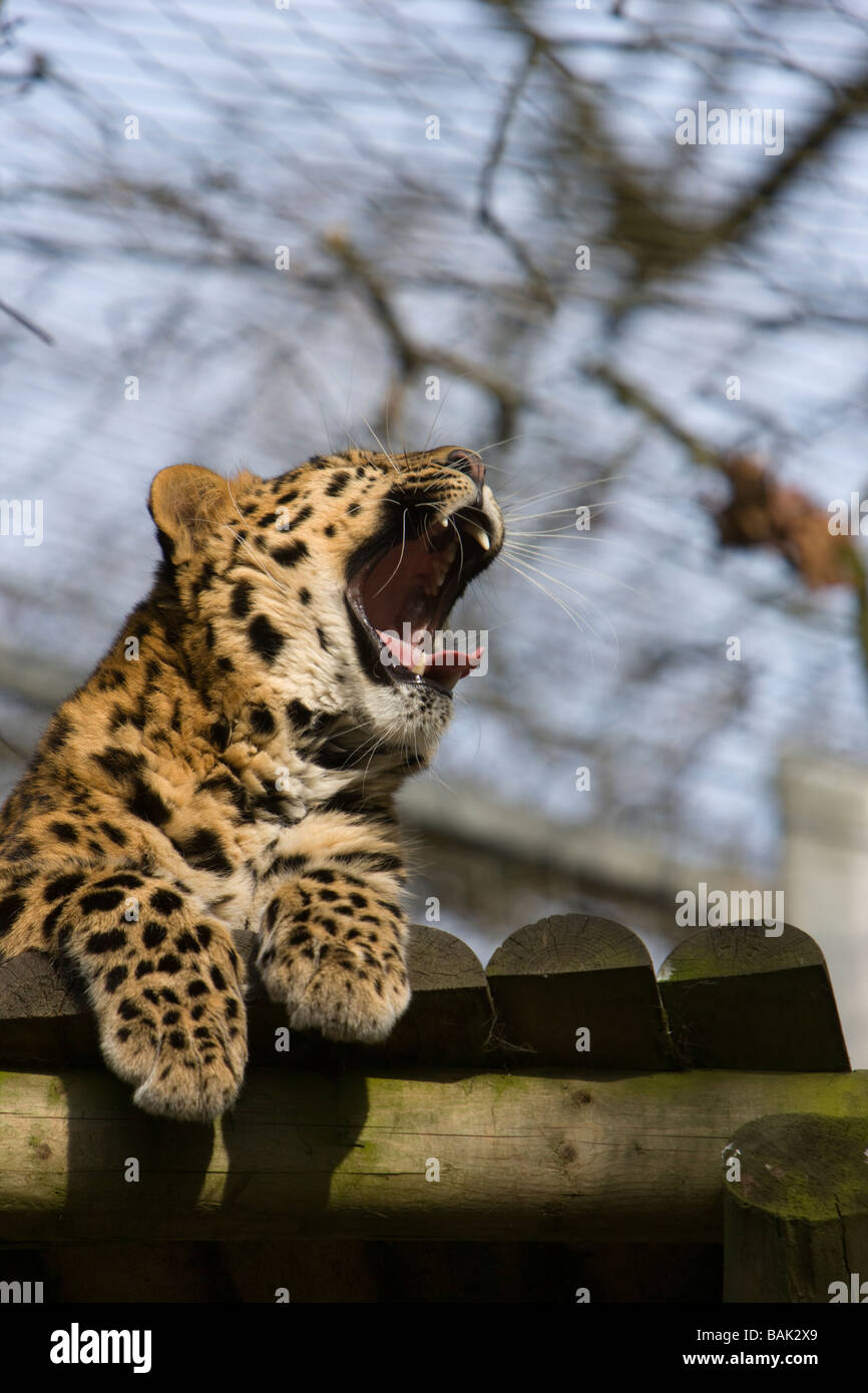 Amur leopard animal hi-res stock photography and images - Alamy