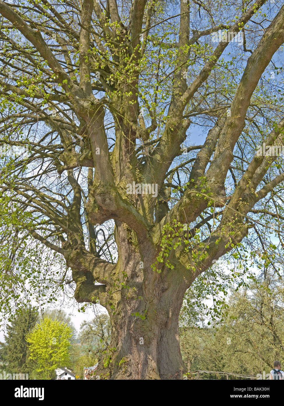 old linden tree in Vogelsberg Hesse Germany Stock Photo - Alamy