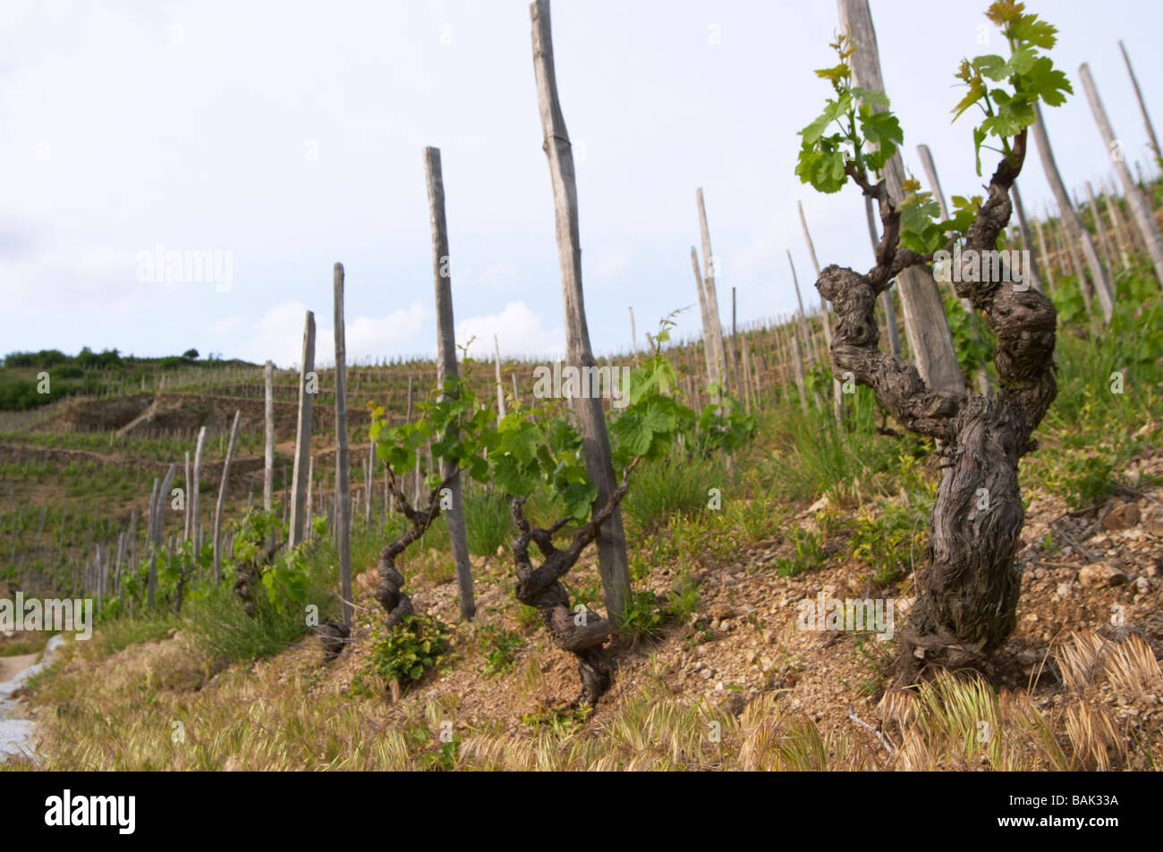 syrah gobelet training old vine vineyard hermitage rhone france Stock ...