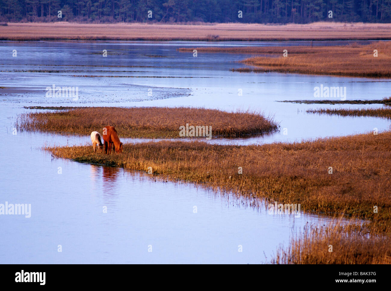 Wild horses known as Ponies in Chincoteague National Wildlife Refuge ...