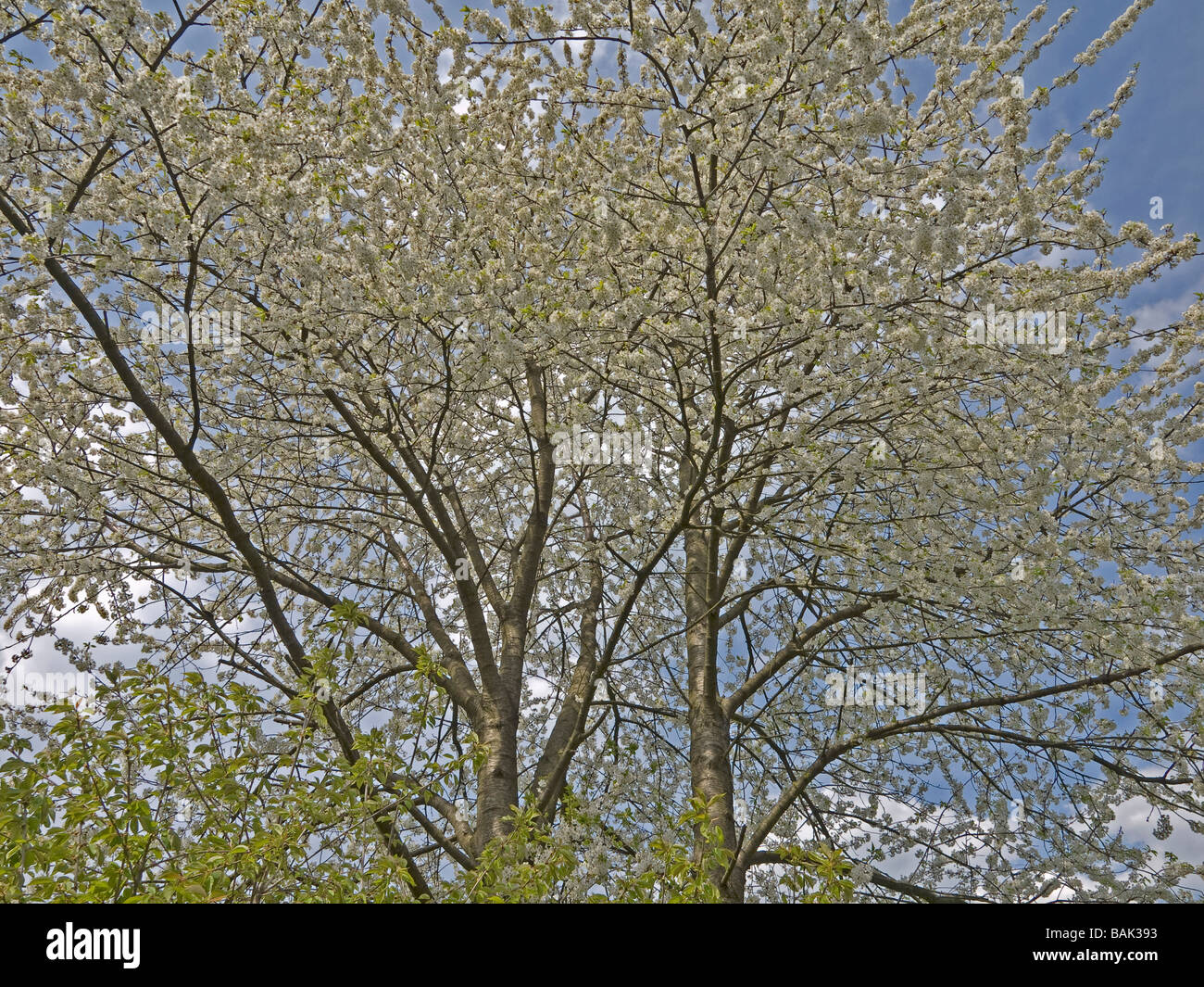 Bossoms hi-res stock photography and images - Alamy