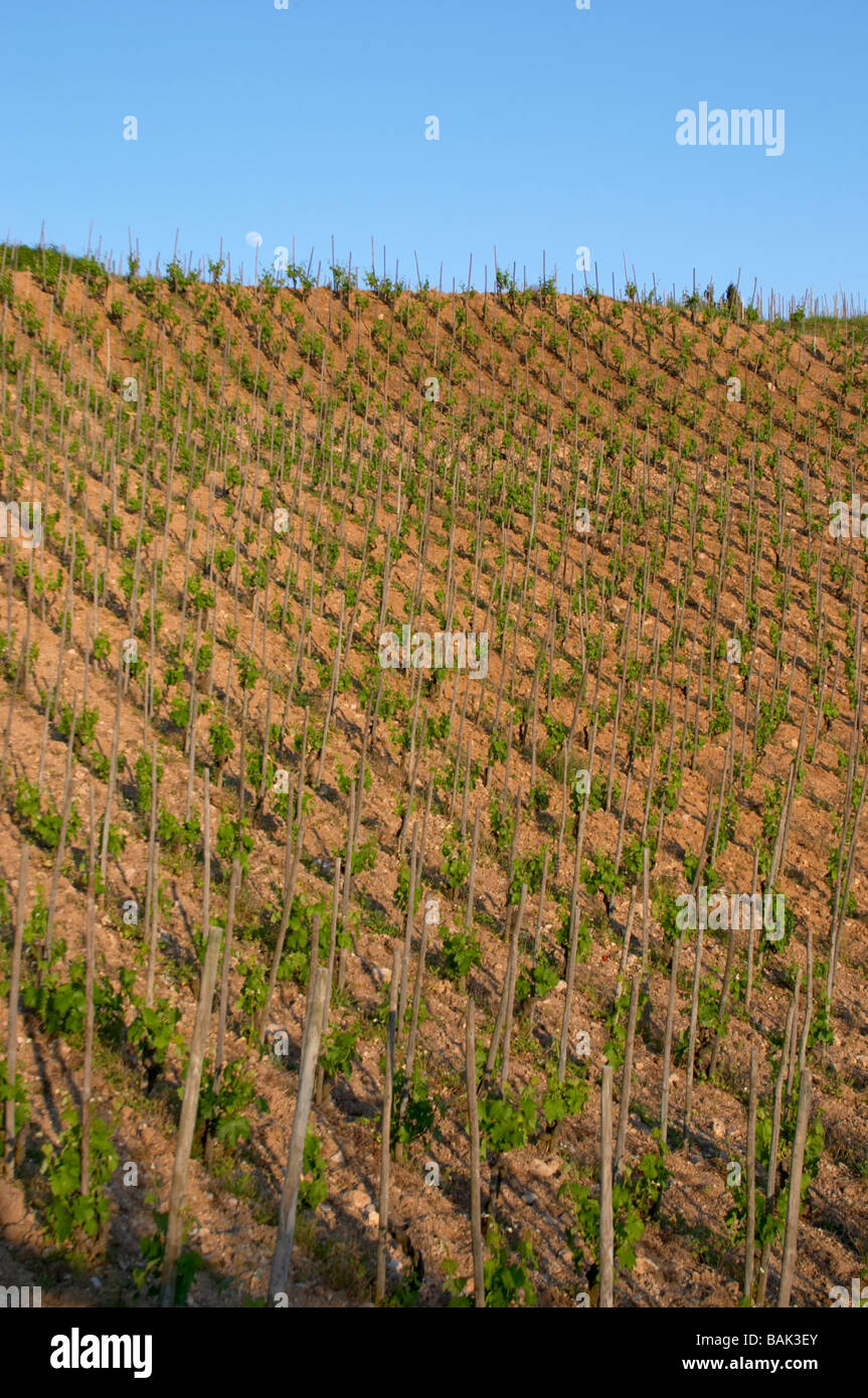 Moon vines hi-res stock photography and images - Alamy